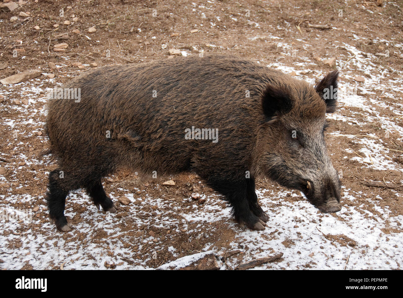 Sus Scrofa And Tree High Resolution Stock Photography and Images - Alamy