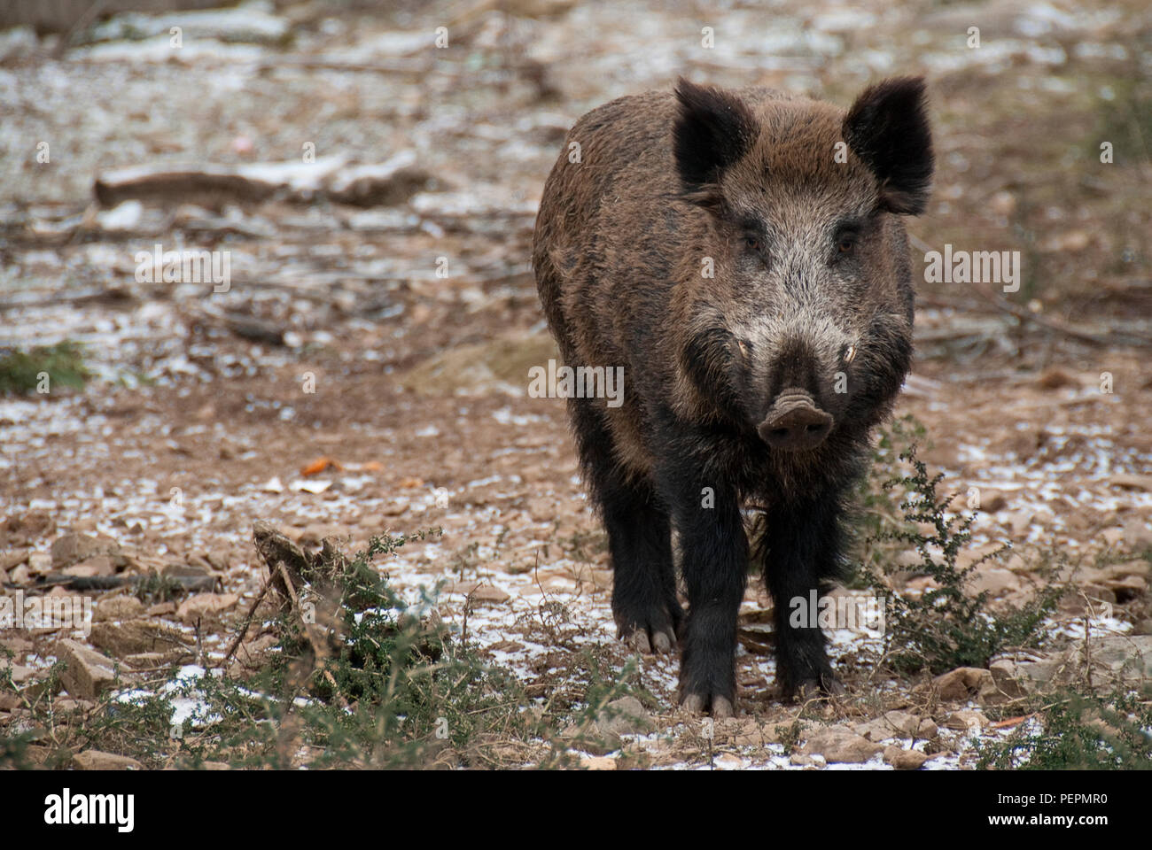 Sus scrofa and tree hi-res stock photography and images - Alamy