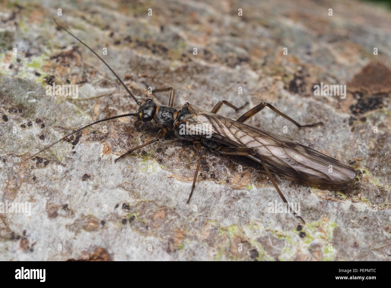 Stonefly at rest on tree branch. Tipperary, Ireland Stock Photo - Alamy