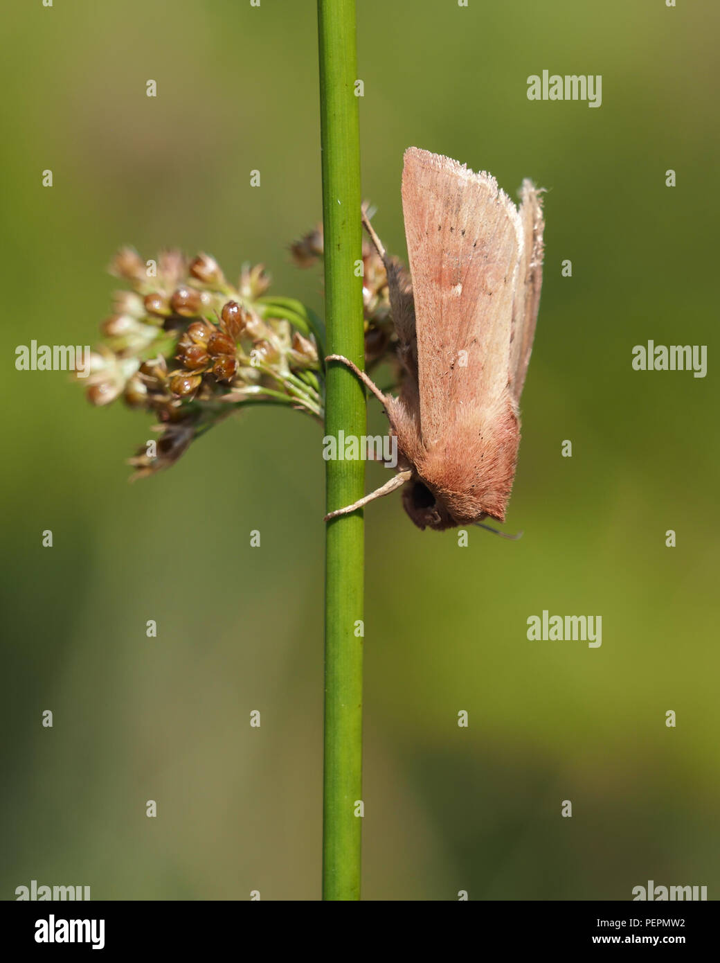 The Clay moth (Mythimna ferrago) perched on juncus stem. Tipperary ...