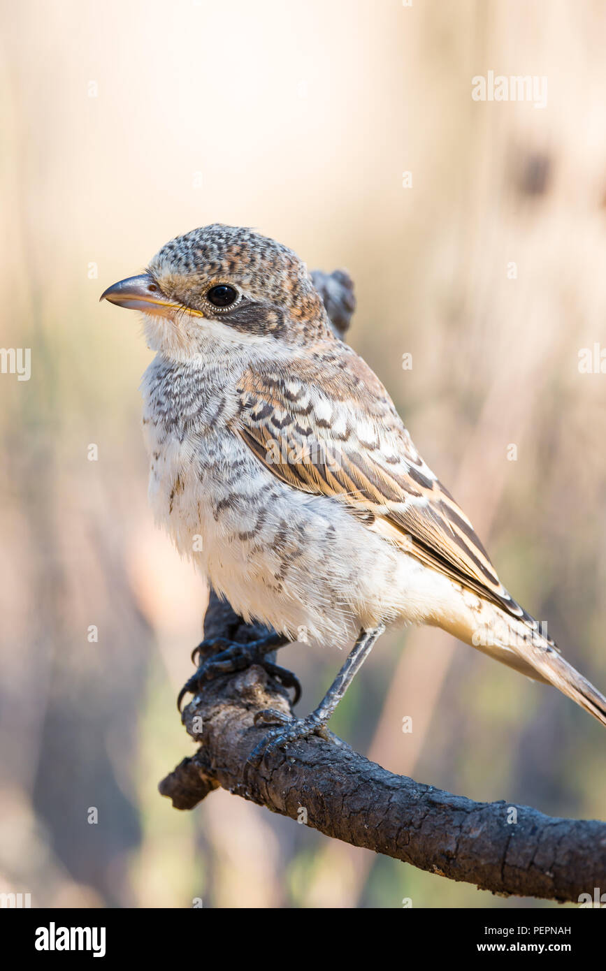 Alcaudon comun hi-res stock photography and images - Alamy