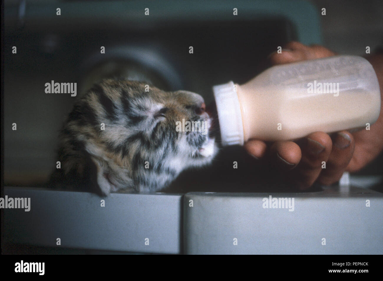 newborn siberian tiger drinks milk Stock Photo - Alamy
