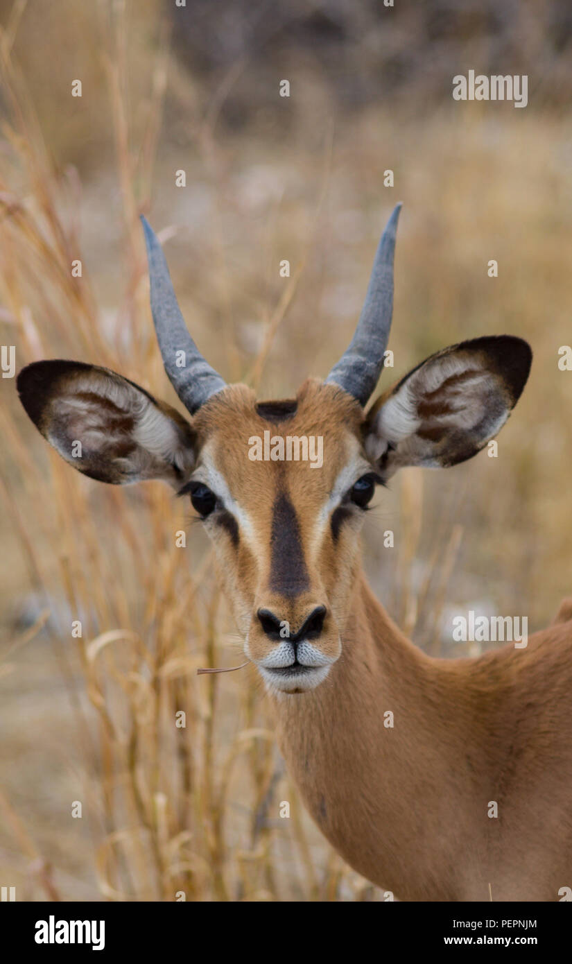 Springbok national animal hi-res stock photography and images - Alamy