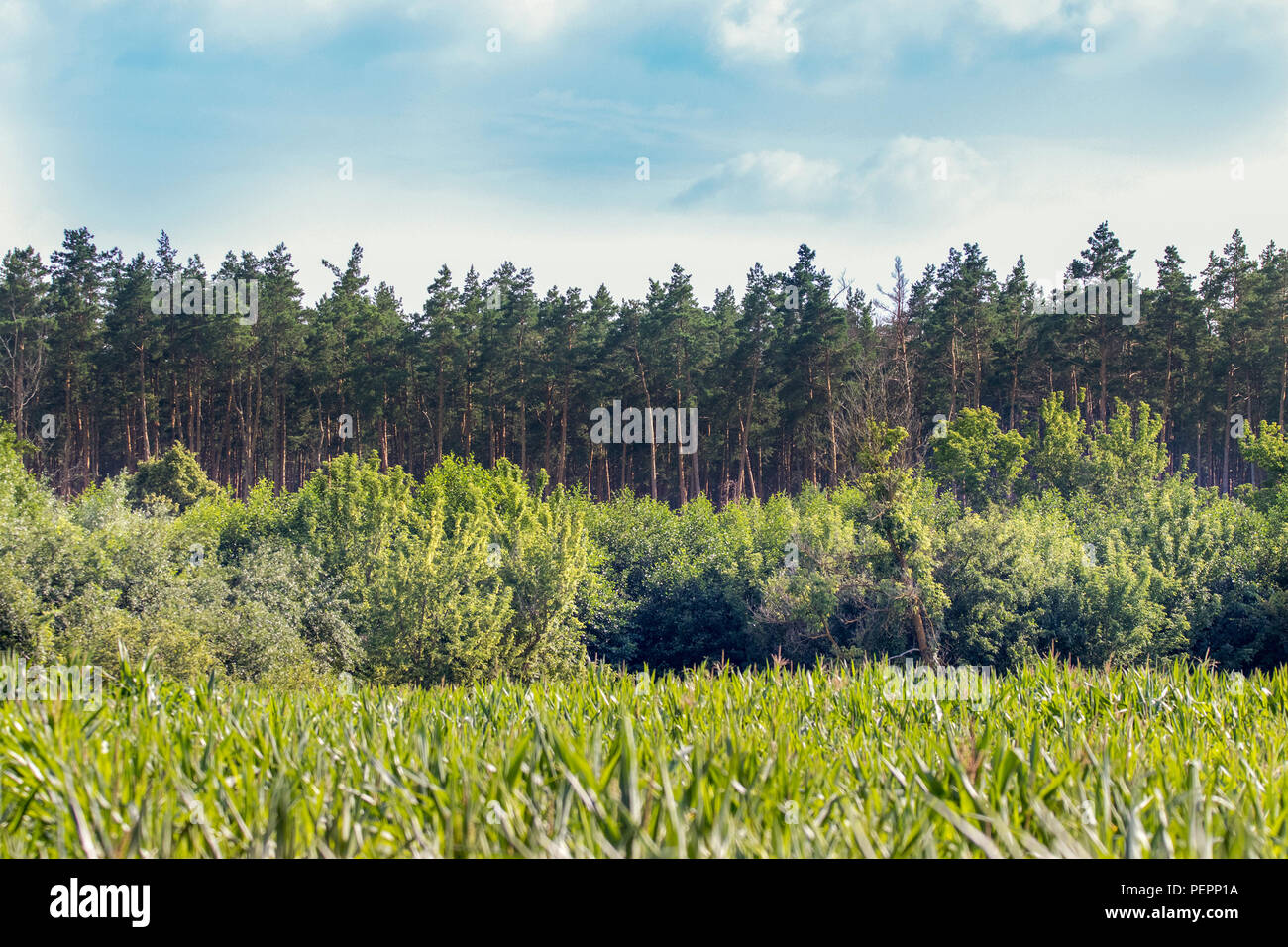 Forest edge hi-res stock photography and images - Alamy