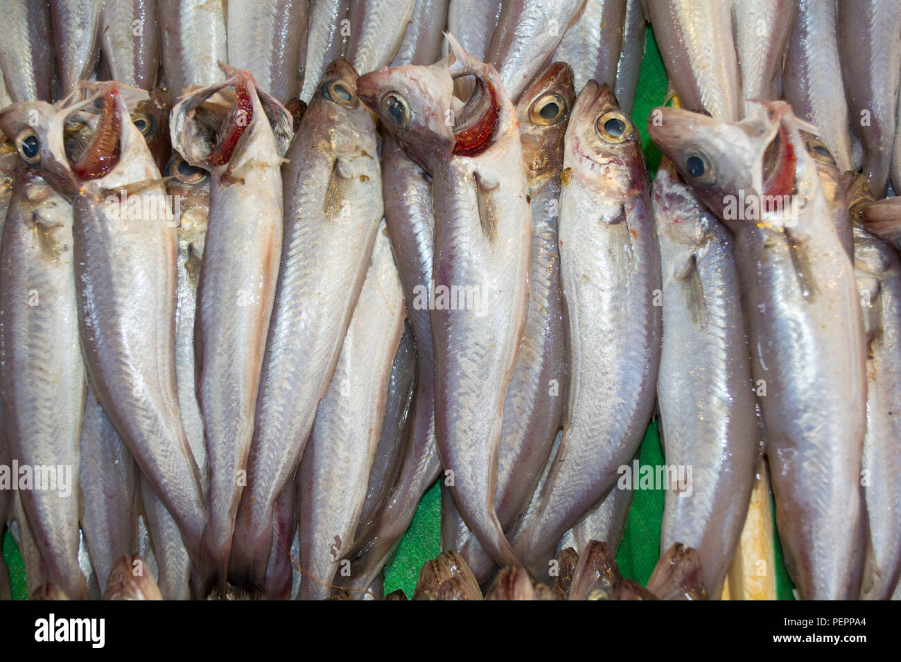 haddock in the fish market Stock Photo - Alamy