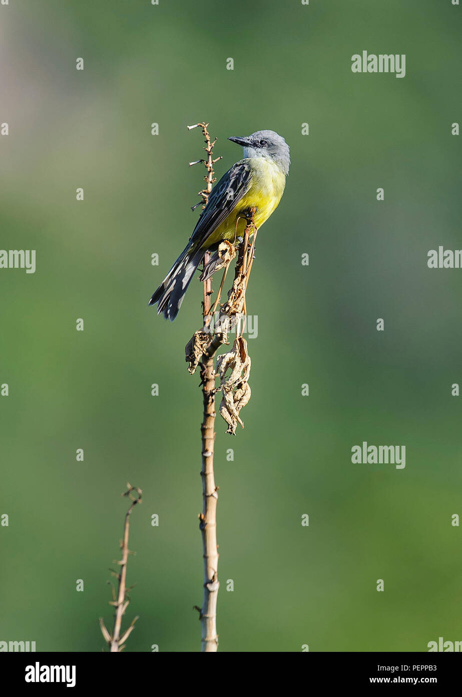 Western Kingbird (Tyrannus verticalis) perched in a tree, Alan Lloyd ...