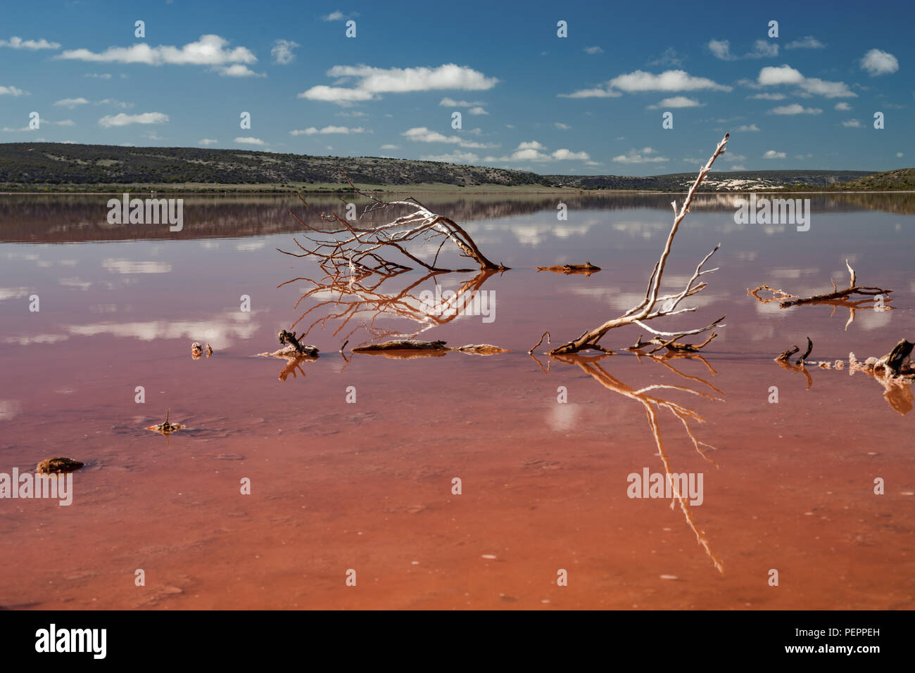 Reflection at Pink lake, pink lagoon at Port Gregory, West Australia ...