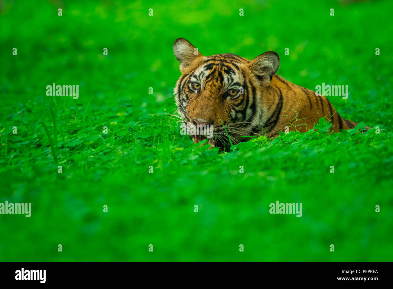 A tiger cub in monsoon season Stock Photo - Alamy