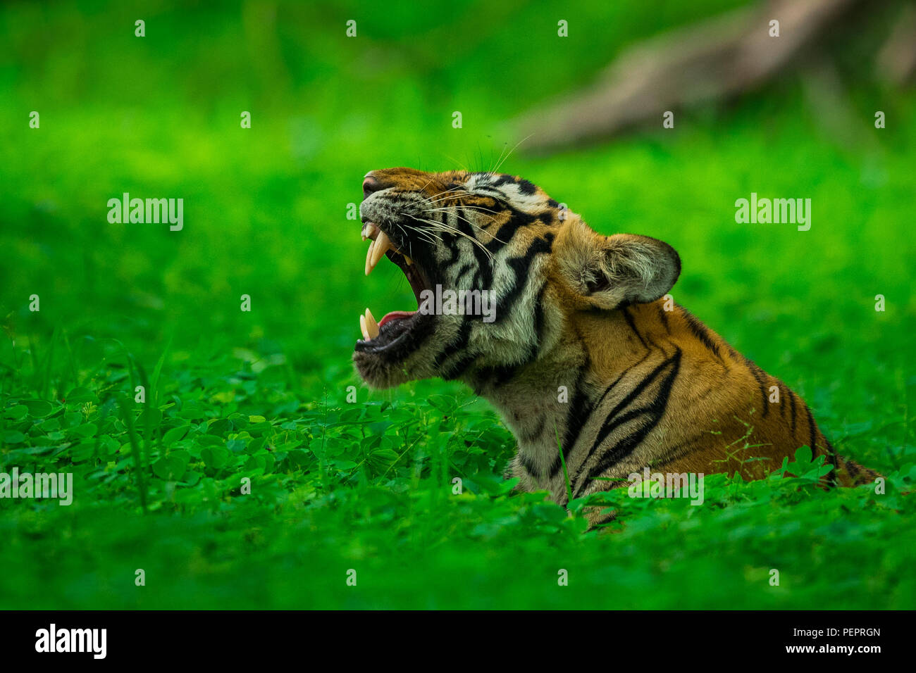 A tiger cub in monsoon season Stock Photo - Alamy