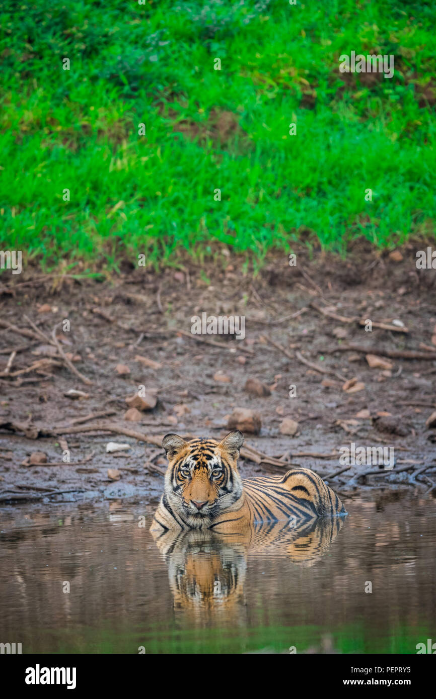 A tiger cub in monsoon season Stock Photo - Alamy