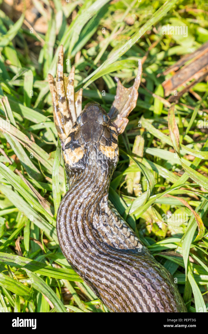 Edible Grass Snake