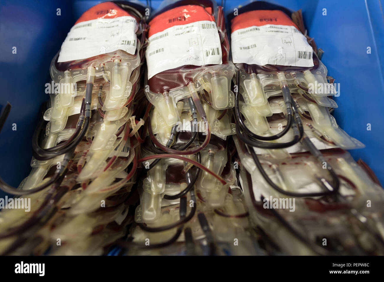 Blood bags in a tray at blood bank Stock Photo - Alamy