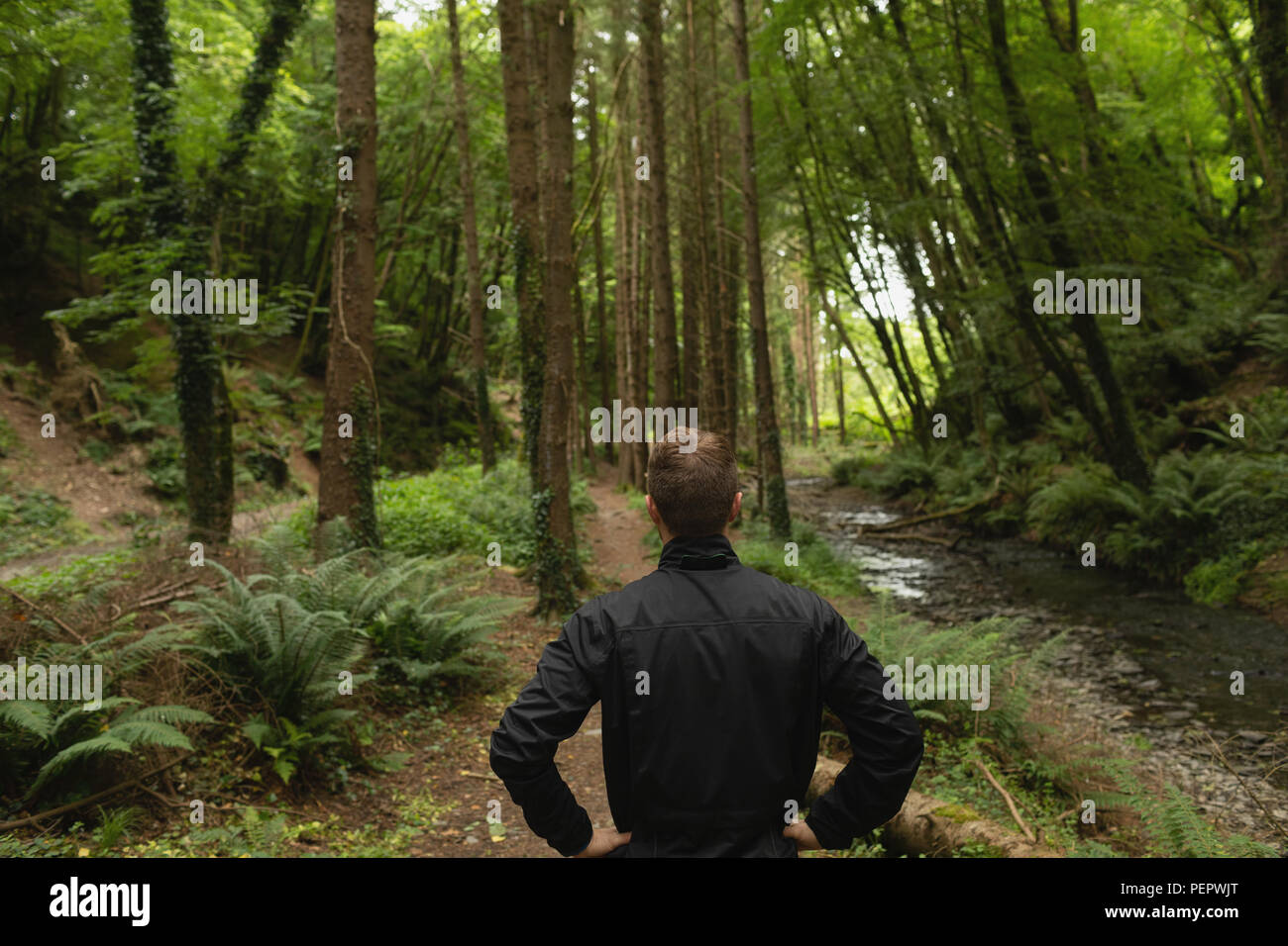 Millennial forest hi-res stock photography and images - Alamy