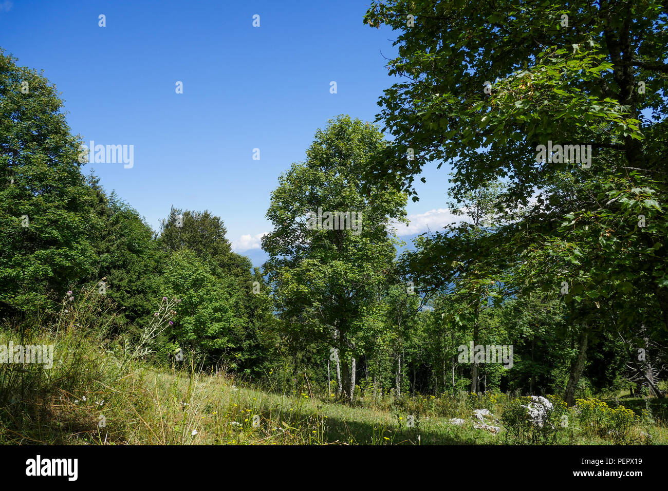 Landscape in medium mountain zone, Chartreuse range, Isere, France ...