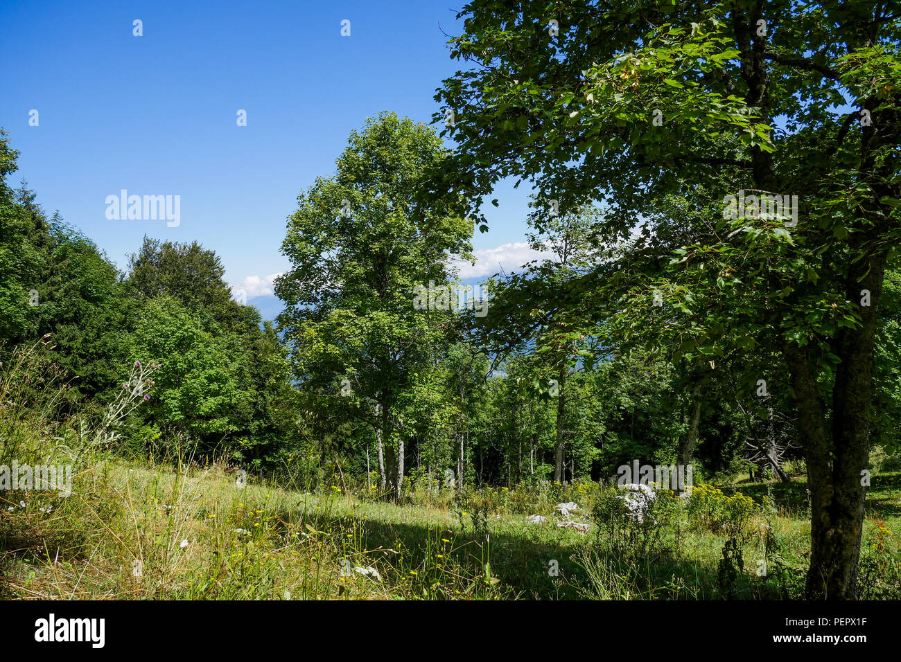 Landscape in medium mountain zone, Chartreuse range, Isere, France ...