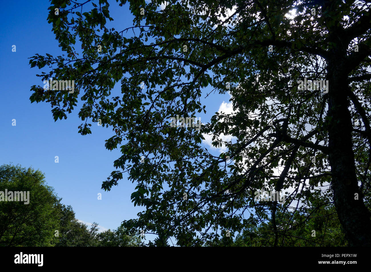 Deciduous tree in a back light, Chartreuse range, Isere, France Stock ...