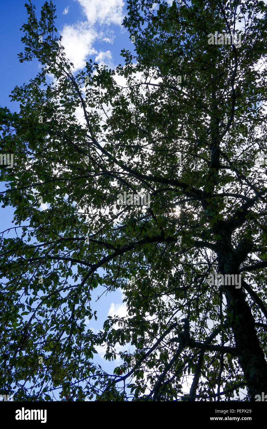 Deciduous tree in a back light, Chartreuse range, Isere, France Stock ...
