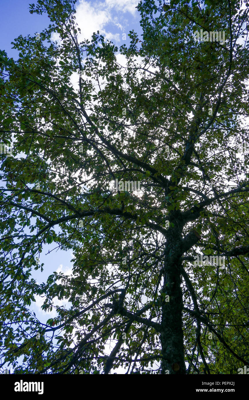 Deciduous tree in a back light, Chartreuse range, Isere, France Stock ...