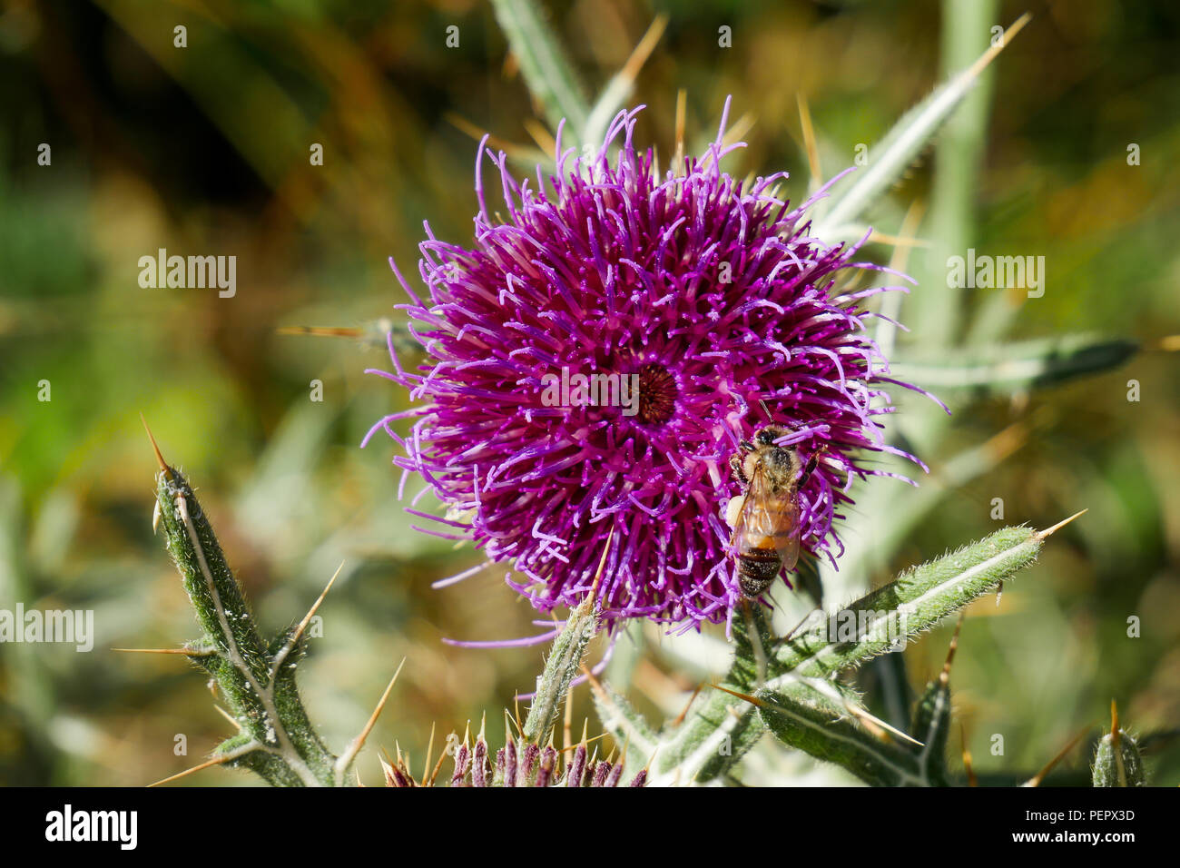 Environmental Pollution Flower High Resolution Stock Photography and ...
