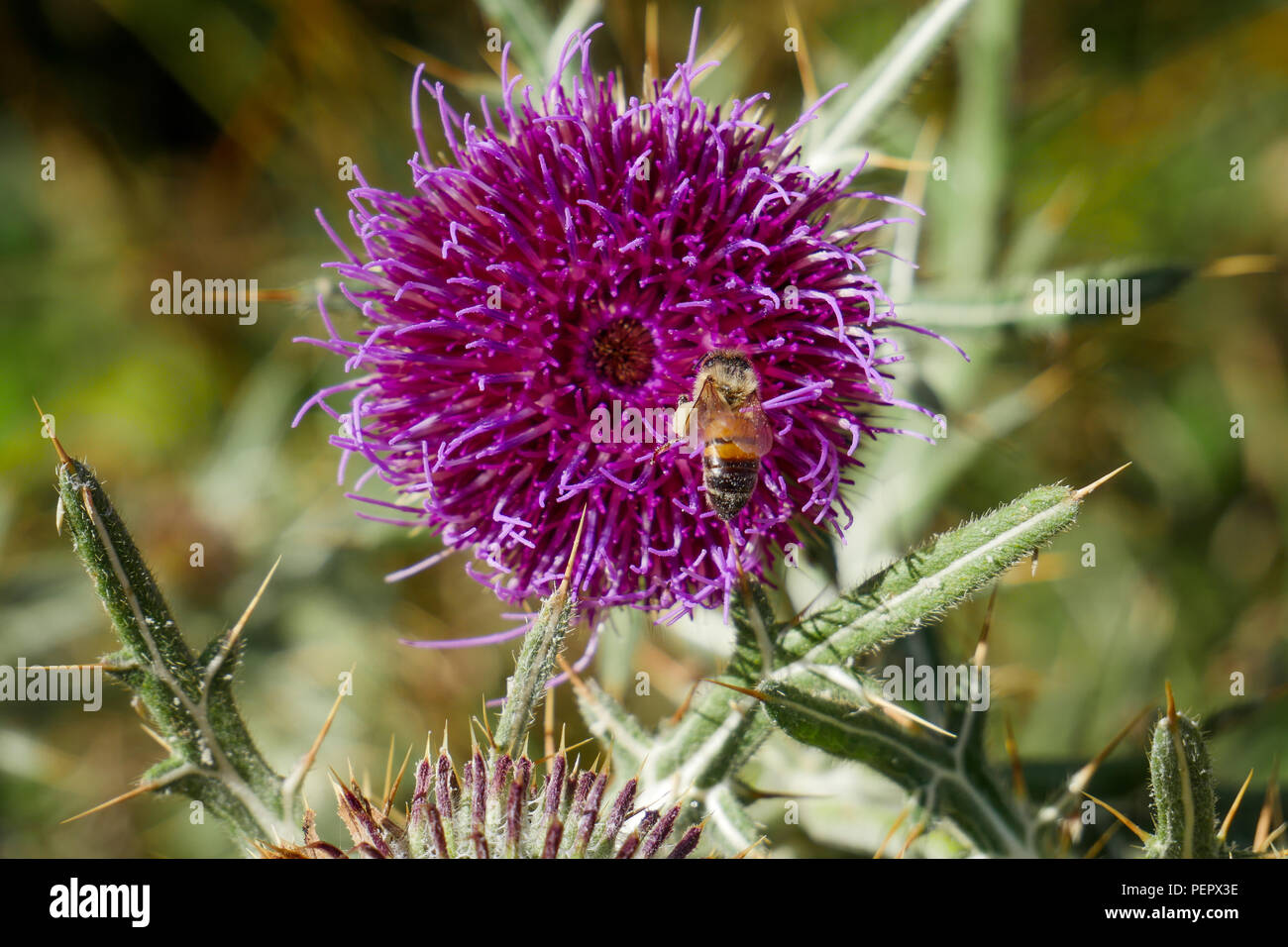 Environmental Pollution Flower High Resolution Stock Photography and ...