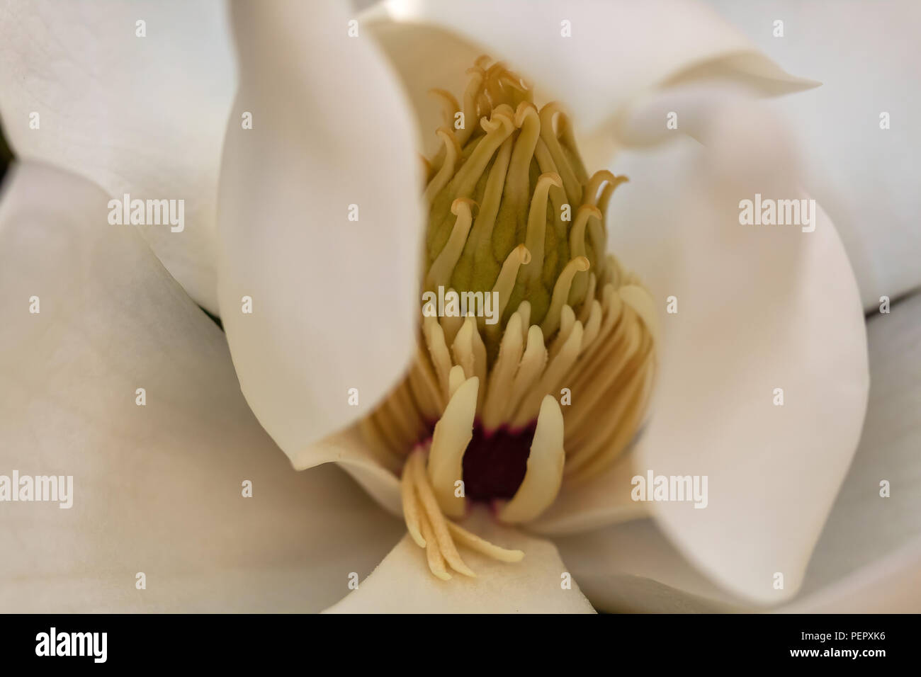 Close up at a dwarf southern magnolia flower (Magnolia grandiflora ...