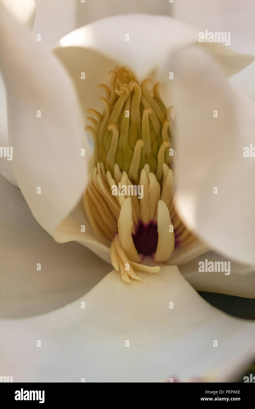 Close up at a dwarf southern magnolia flower (Magnolia grandiflora ...