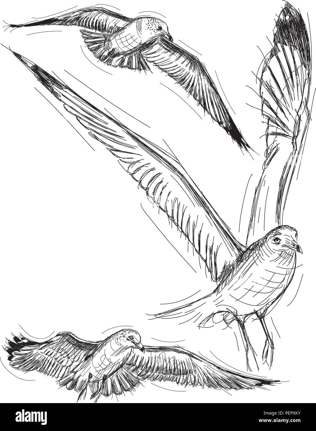 Seagull Sketch Stock Photos & Seagull Sketch Stock Images - Alamy