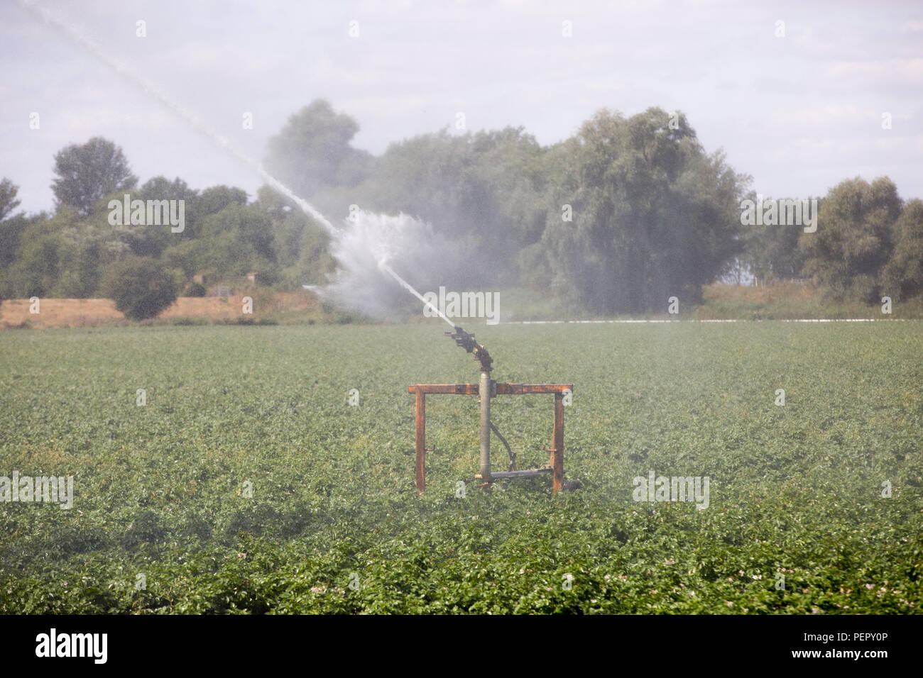 Crops being watered during a summer drought in Cambridgeshire Stock ...