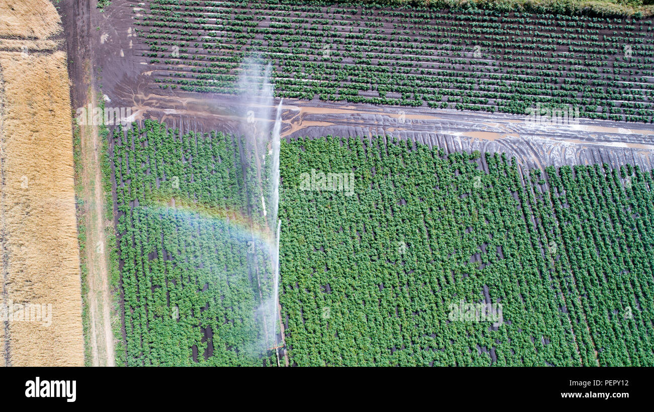 Crops being watered during a summer drought in Cambridgeshire Stock ...