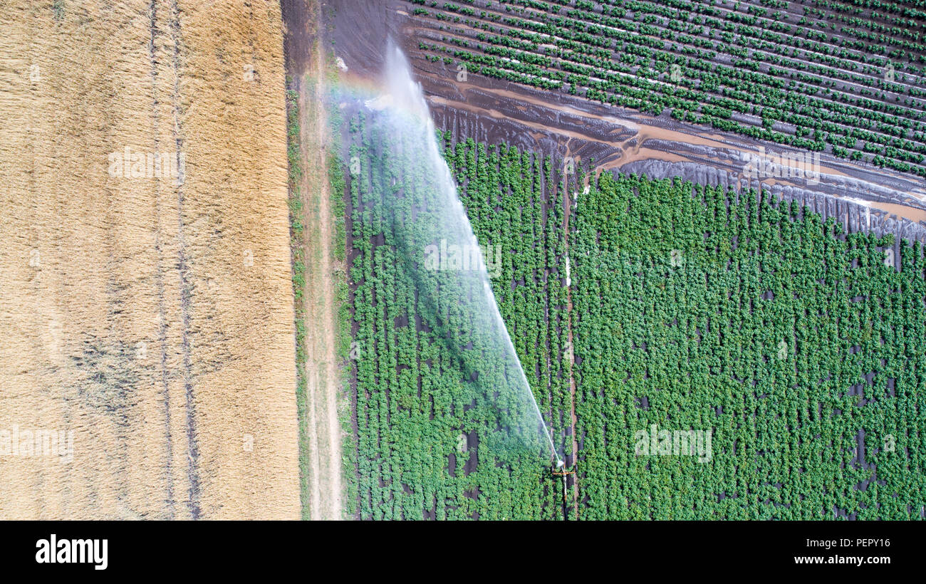 Crops being watered during a summer drought in Cambridgeshire Stock ...