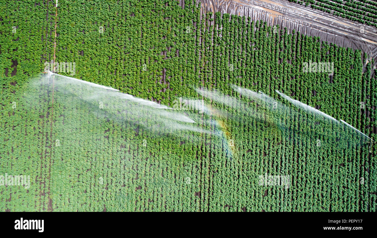Crops being watered during a summer drought in Cambridgeshire Stock ...