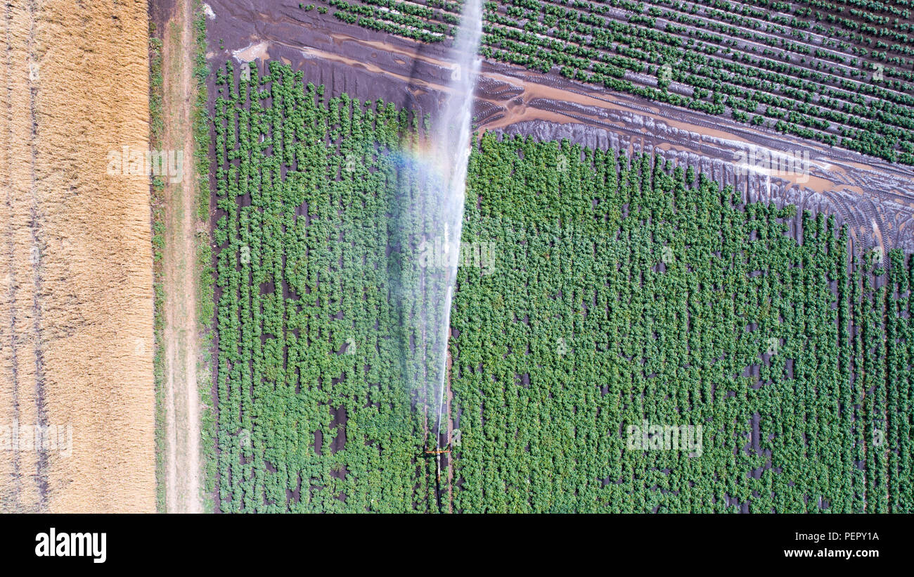 Crops being watered during a summer drought in Cambridgeshire Stock ...