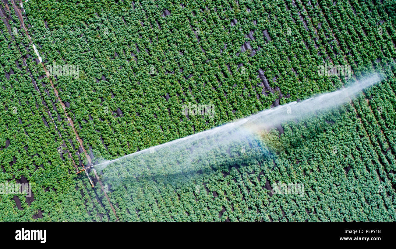 Crops being watered during a summer drought in Cambridgeshire Stock ...
