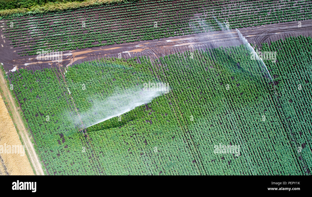 Crops being watered during a summer drought in Cambridgeshire Stock ...