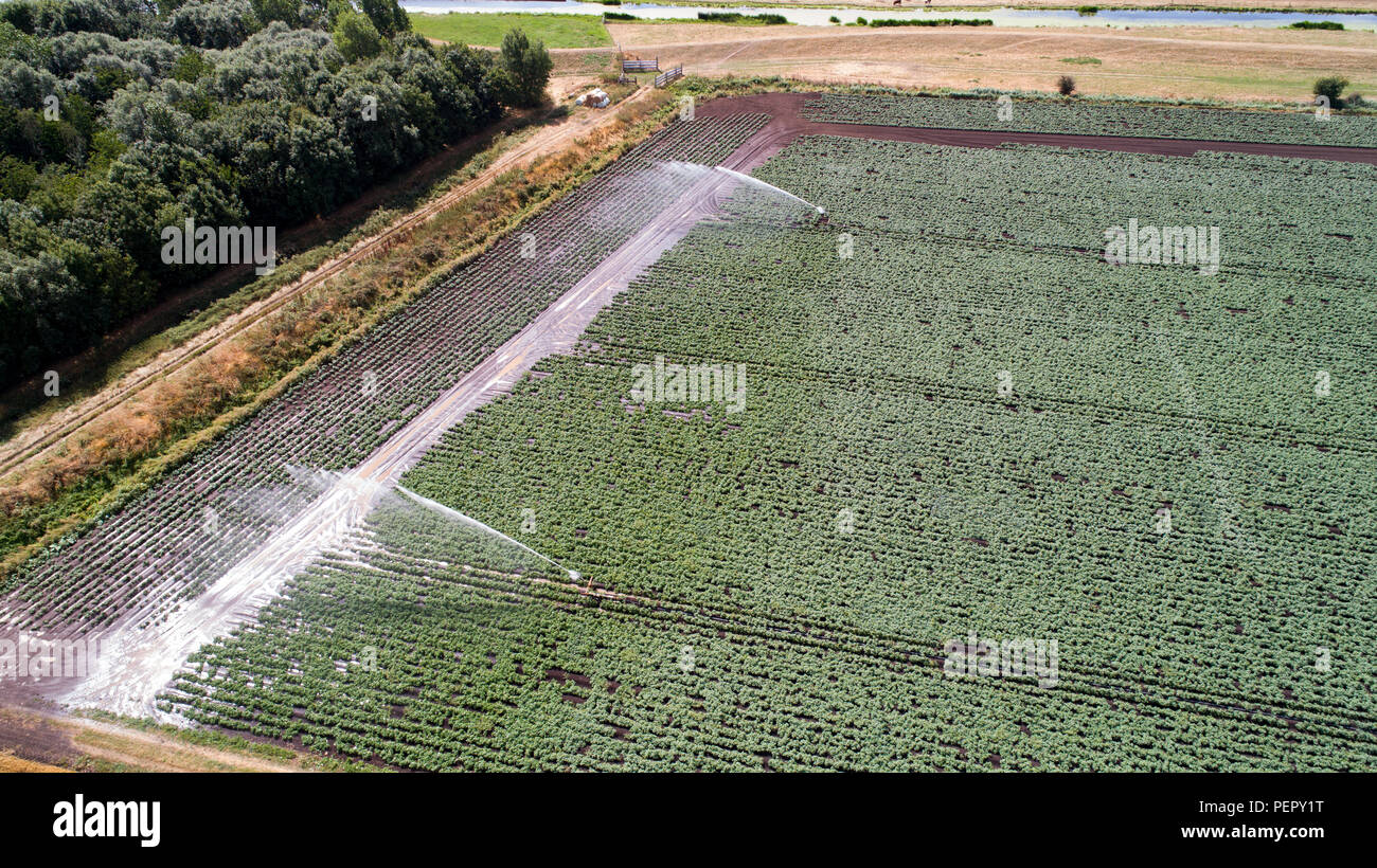 Crops being watered during a summer drought in Cambridgeshire Stock ...