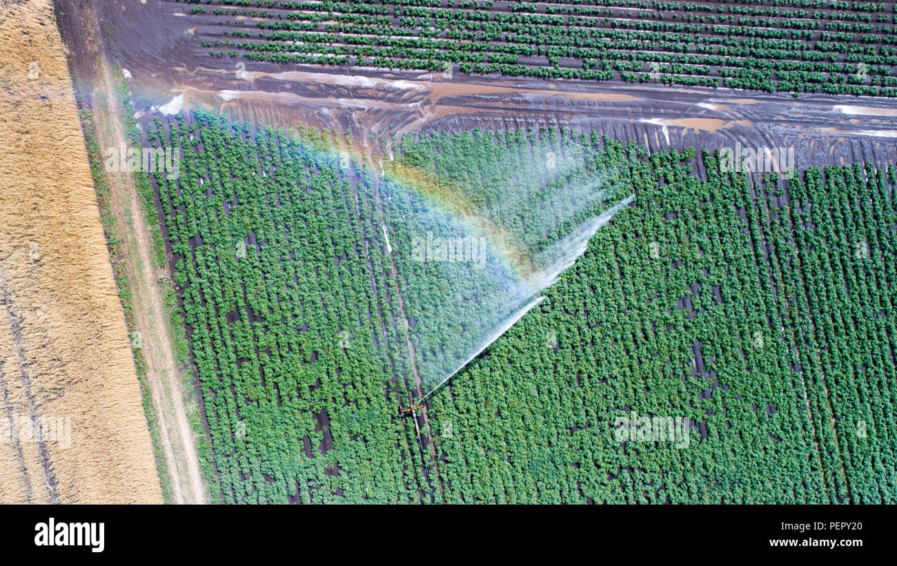 Crops being watered during a summer drought in Cambridgeshire Stock ...