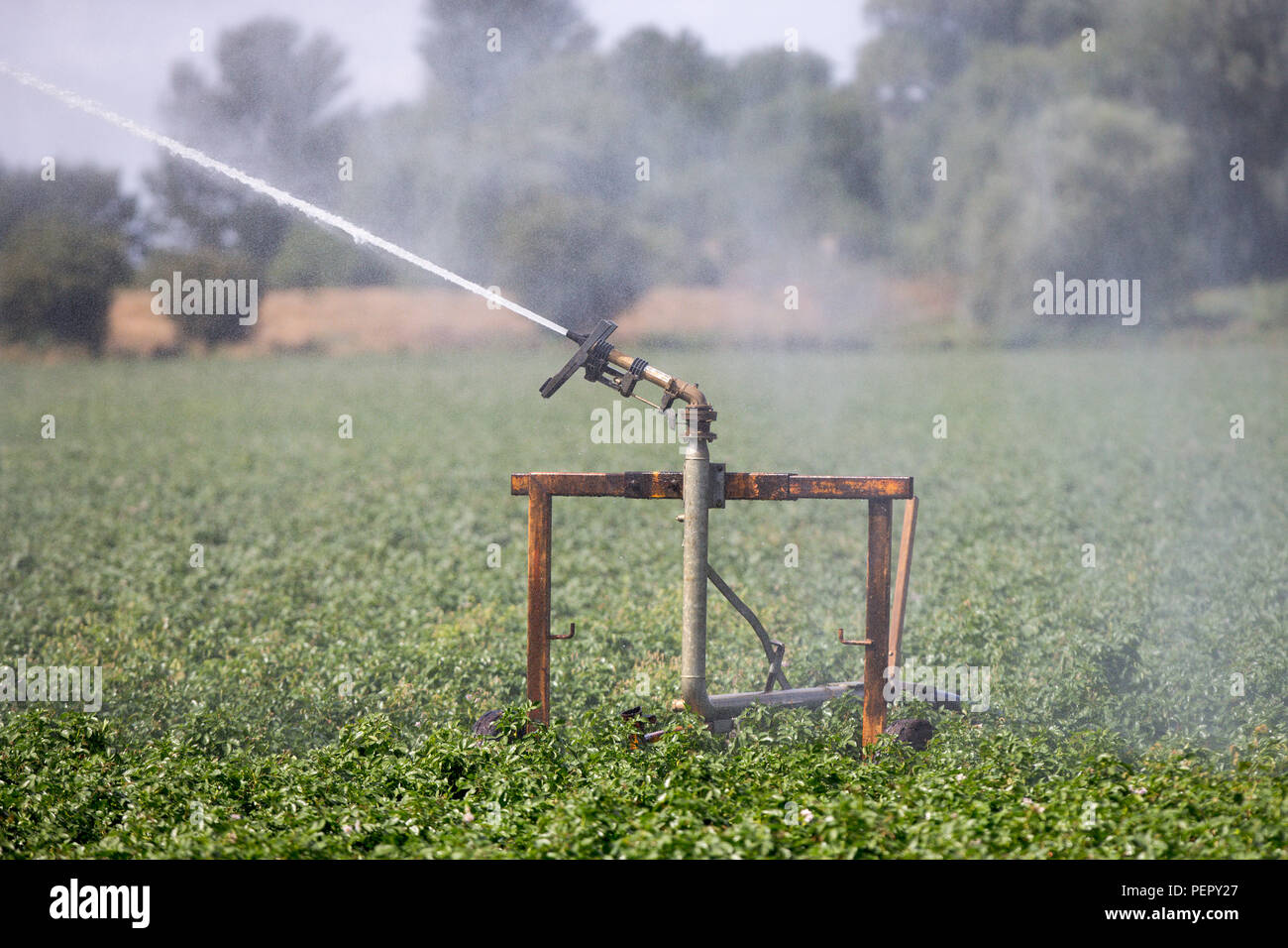 Crops being watered during a summer drought in Cambridgeshire Stock ...