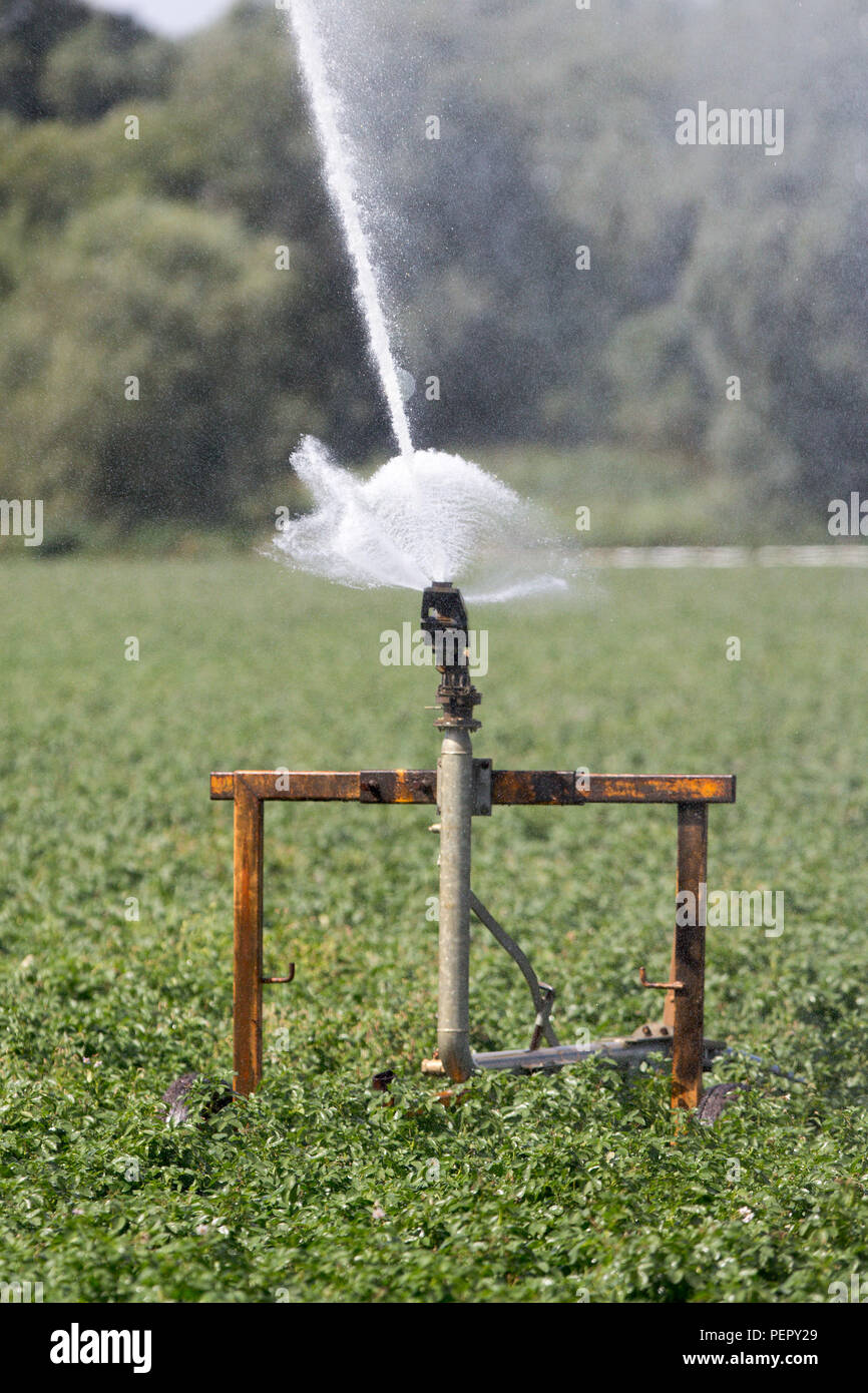 Crops being watered during a summer drought in Cambridgeshire Stock ...