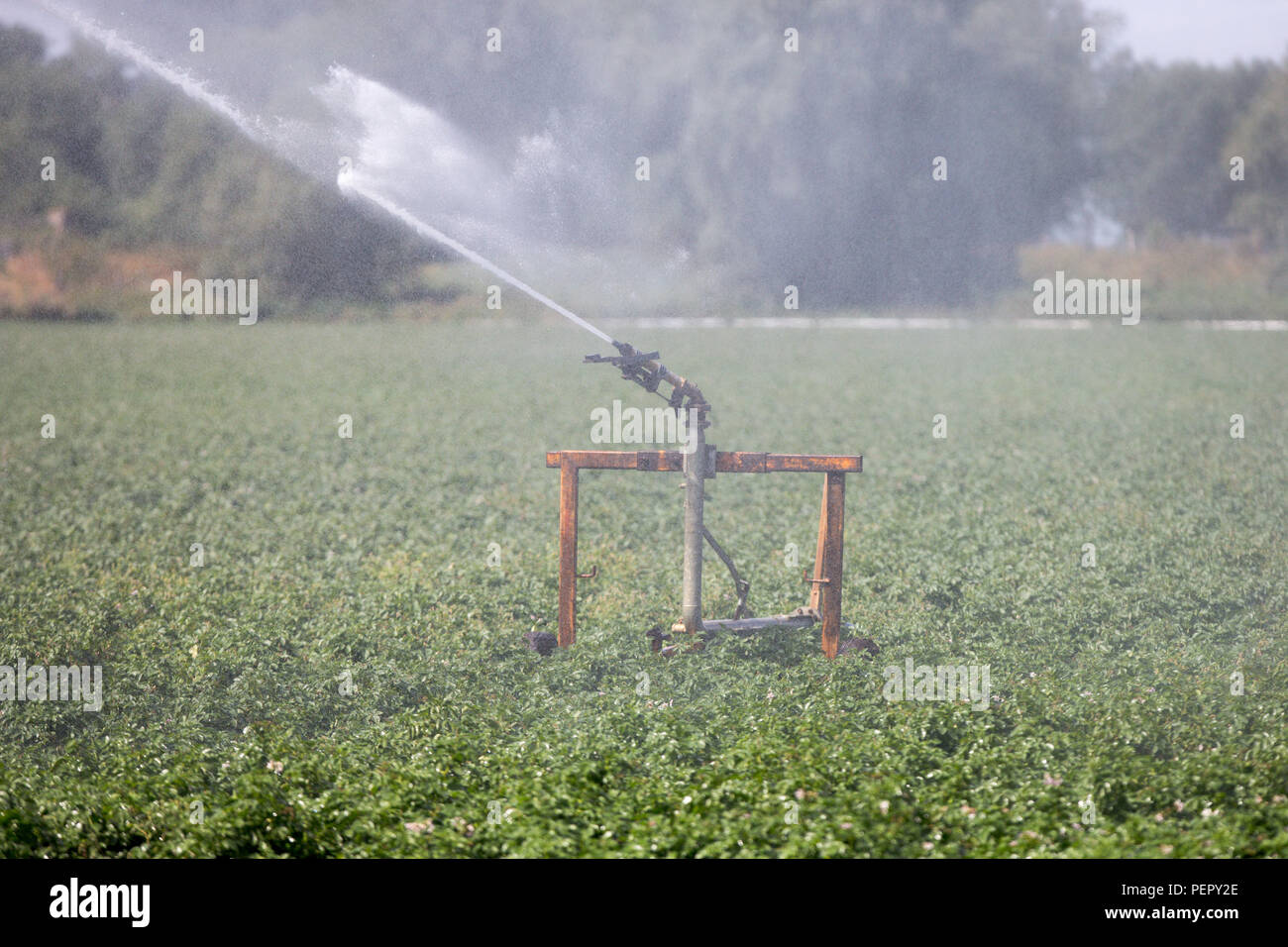 Crops being watered during a summer drought in Cambridgeshire Stock ...
