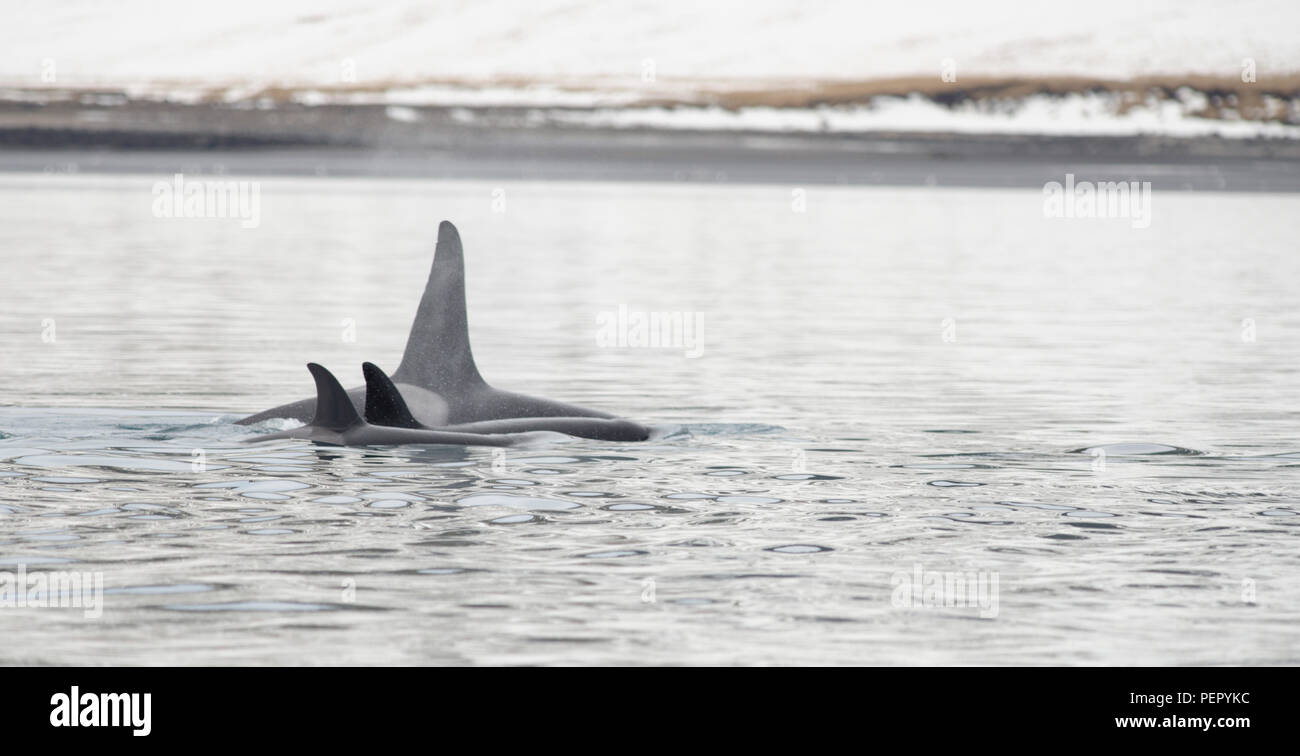 Orcas grundarfjordur iceland hi-res stock photography and images - Alamy