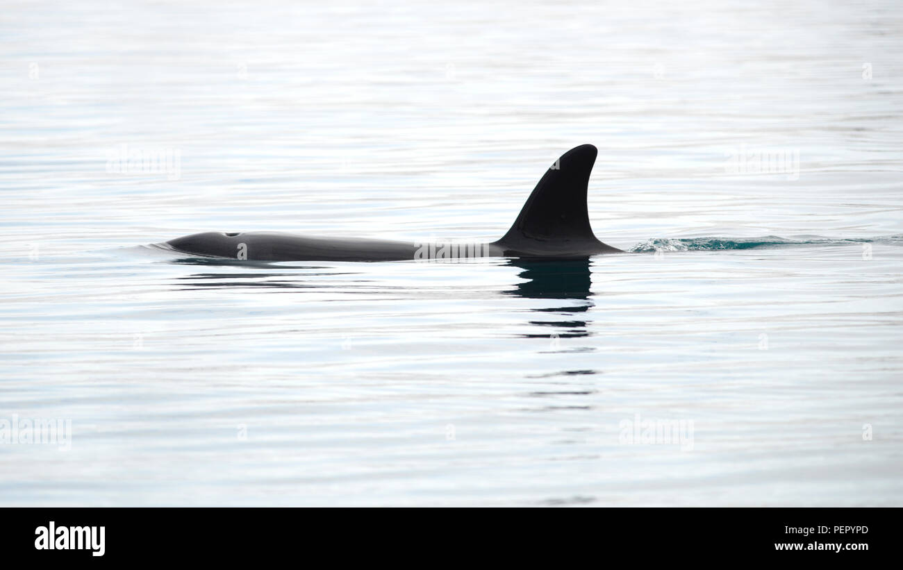 Orca grundarfjordur iceland hi-res stock photography and images - Alamy