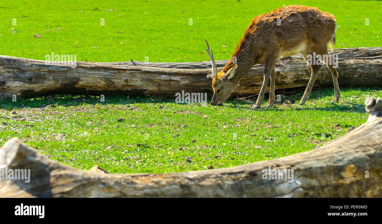 A unique period of molting deer. The deer loses its hair. It starts ...