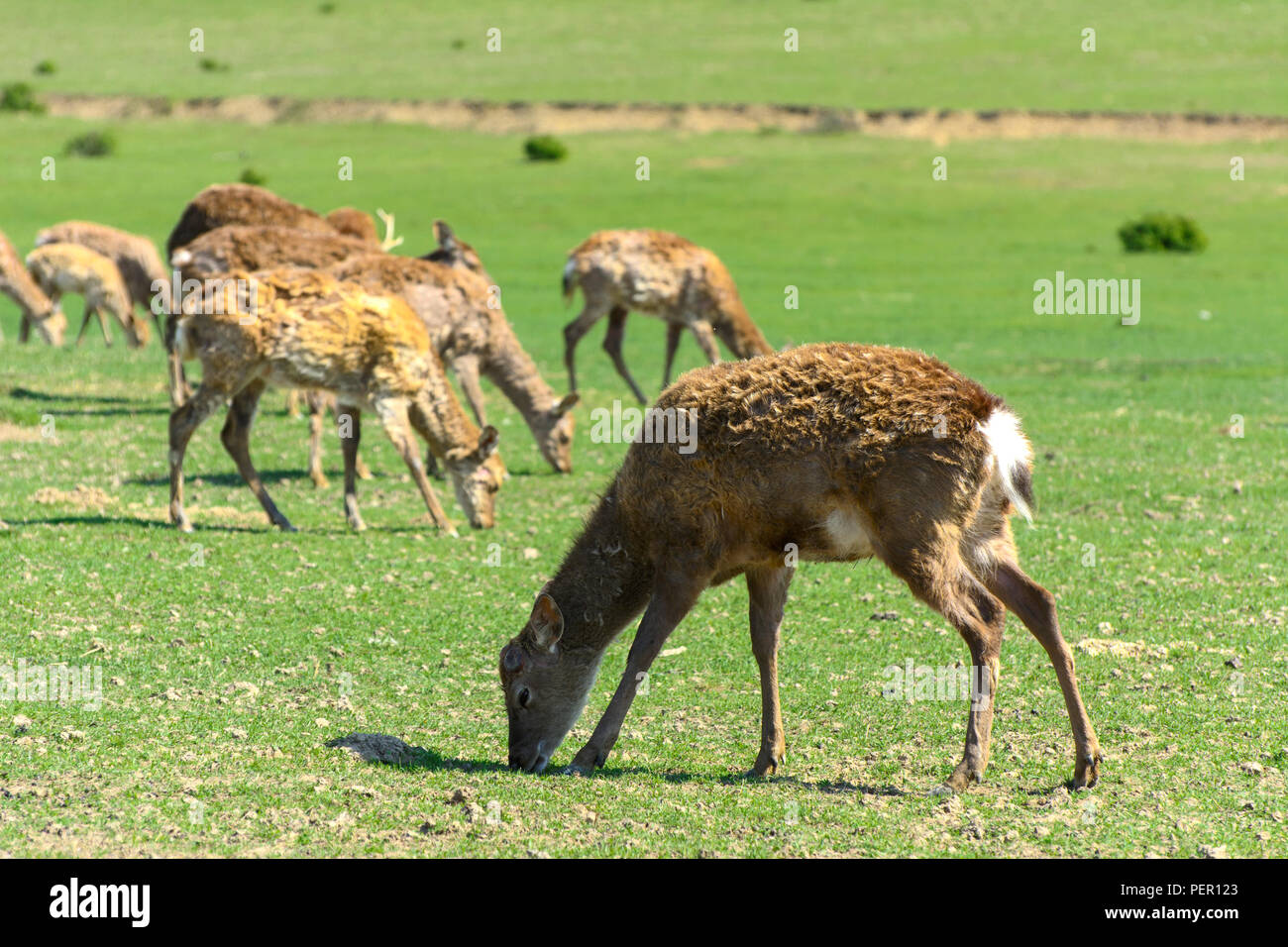 A unique period of molting deer. The deer loses its hair. It starts ...