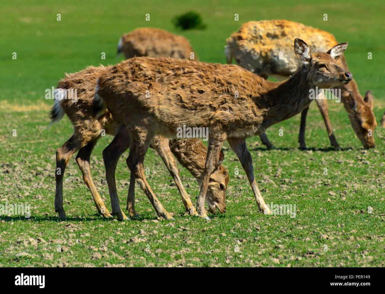 A unique period of molting deer. The deer loses its hair. It starts ...