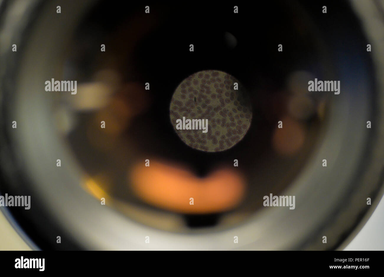 A blood smear sample is shown at 50x magnification through the oculus ...