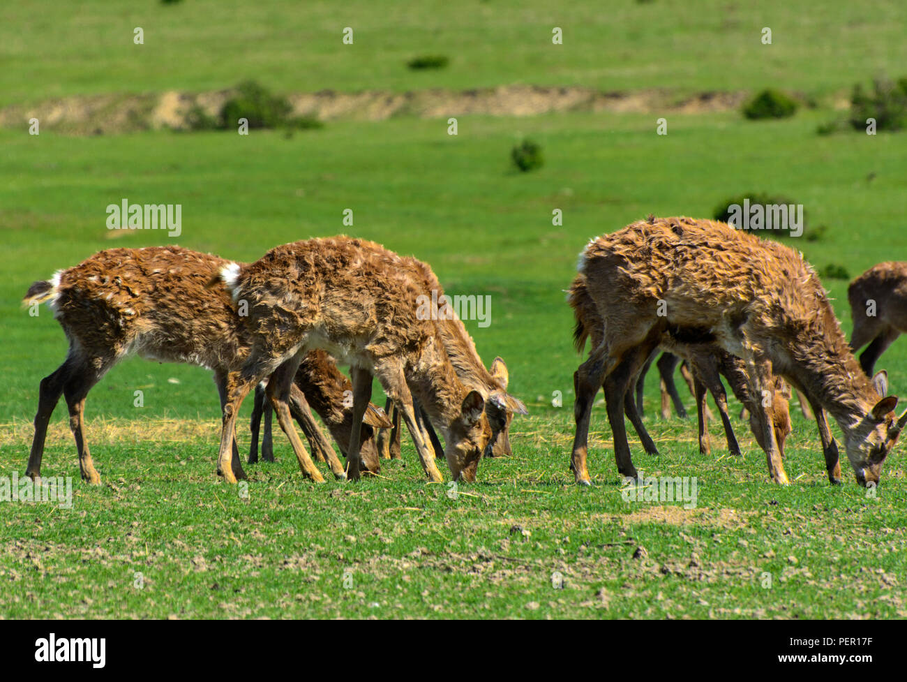 A unique period of molting deer. The deer loses its hair. It starts ...