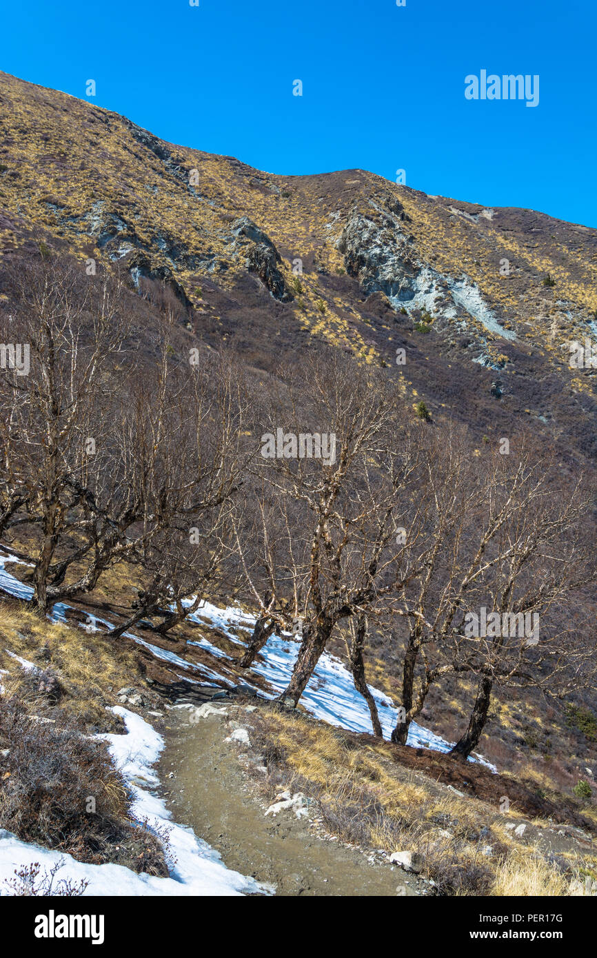 Beautiful mountain landscape with trees without leaves in the Himalayas ...