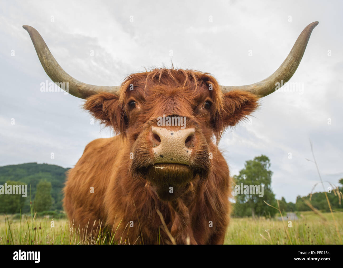 Trossachs, Stirlingshire, Scotland - 11th August 2018. Highland Cow ...