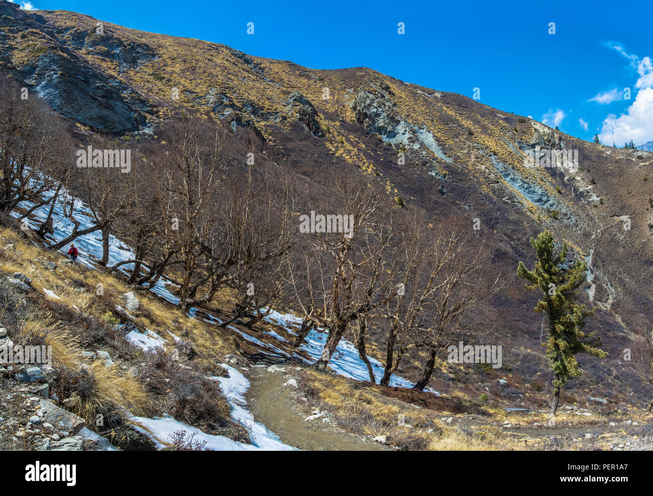 Beautiful mountain landscape with trees without leaves in the Himalayas ...