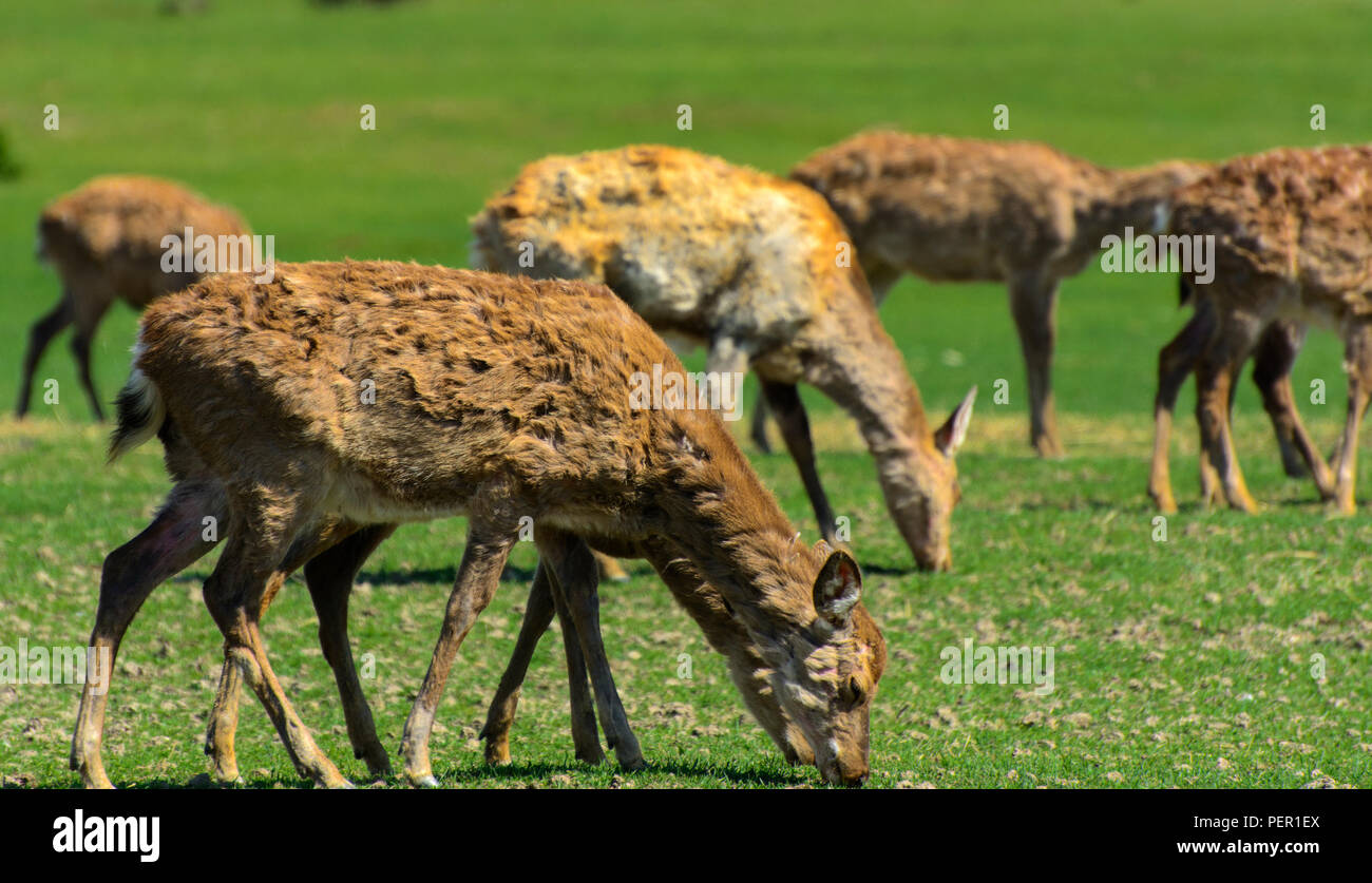 A unique period of molting deer. The deer loses its hair. It starts ...